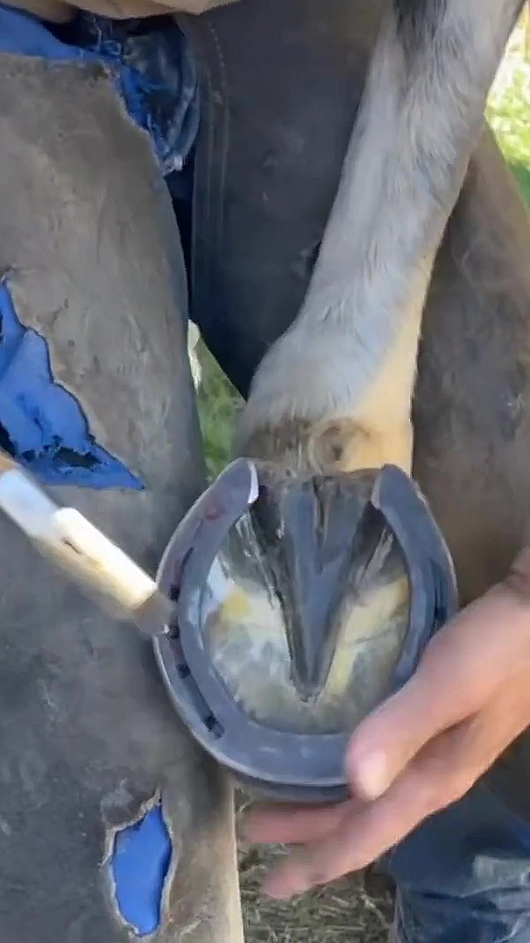 Perfect horse hoof cleaning routine for healthy and happy hooves