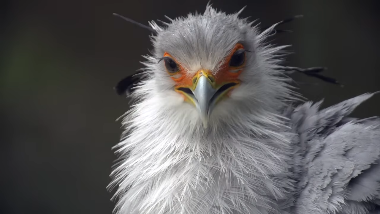 Watch what happens when a secretary bird gets too close to a venomous snake