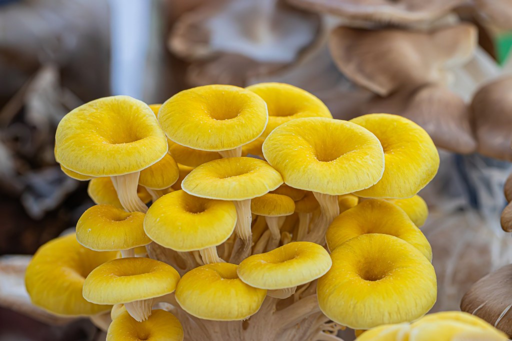 An unstoppable mushroom is destroying North America’s forests