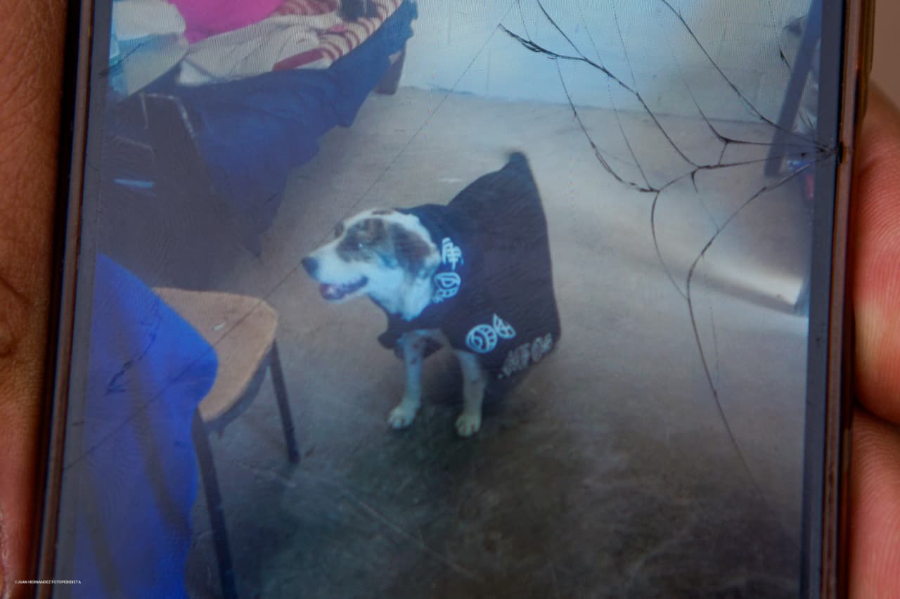 Protestan por asesinato de "Honey", perrita apuñalada en Mexicali