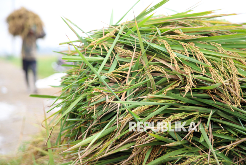 Kejar sertifikasi ISPO, petani butuh dukungan nyata