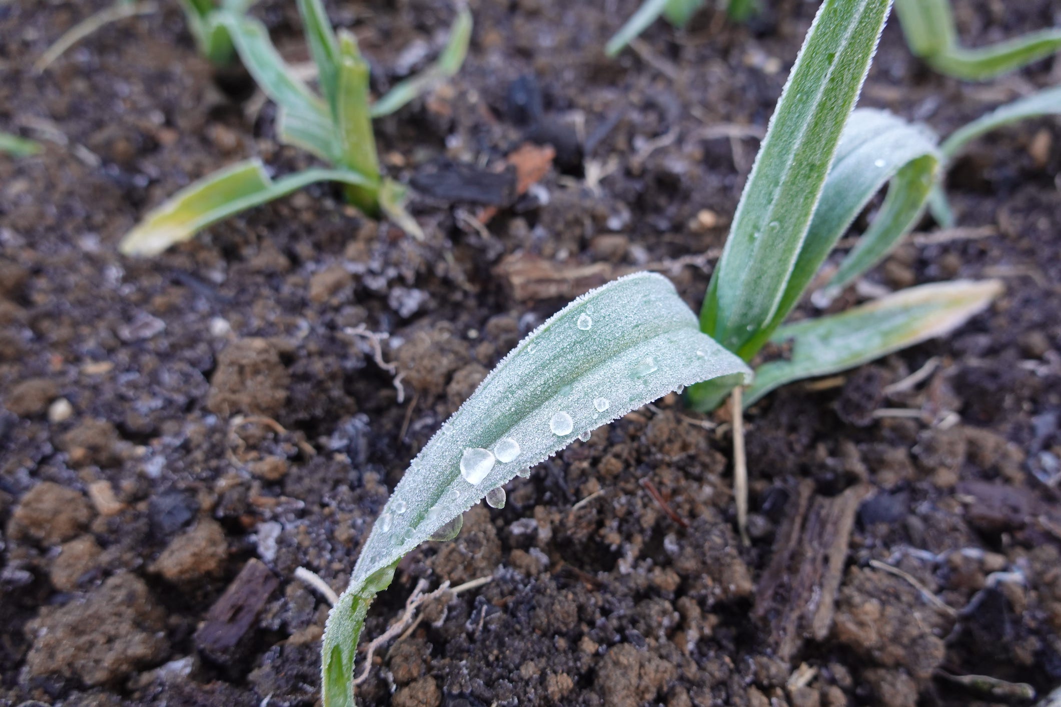 Frost, freeze and even snow alerts issued for Michigan