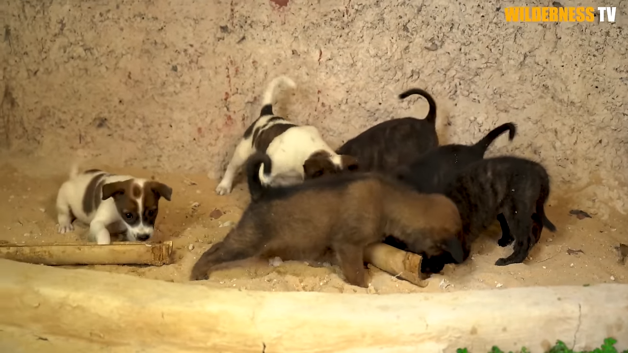 Watch poor newborn puppies finally find safety in a warm underground home