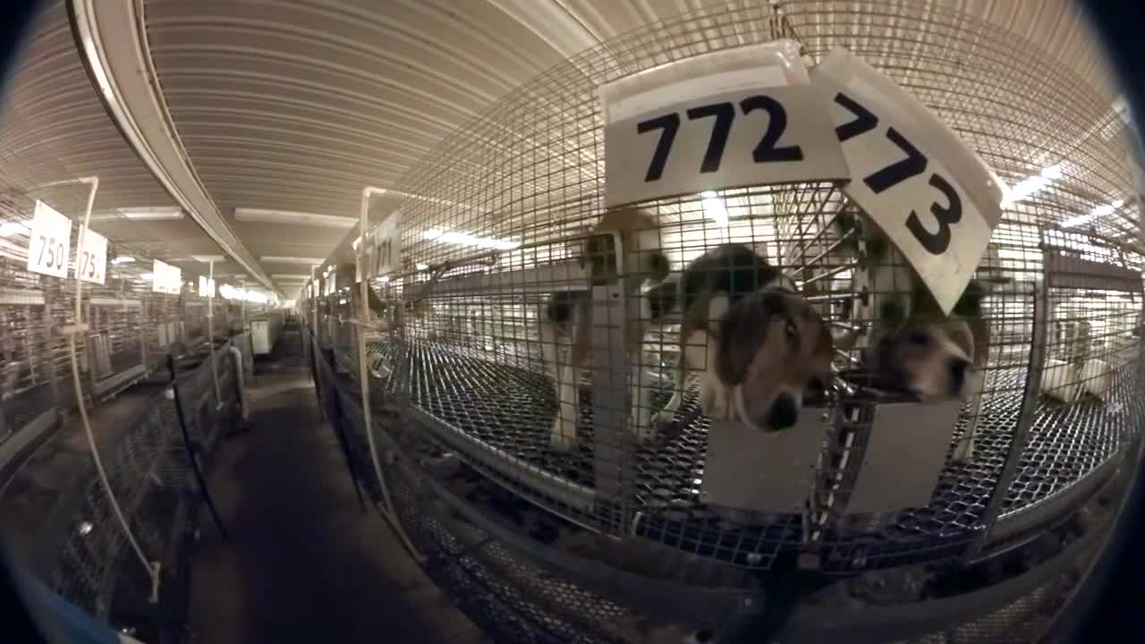 Ridglan Farms beagles: Rescue groups paying for release of 1,500 dogs