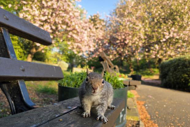13 beautiful blossom pictures captured around Wirral