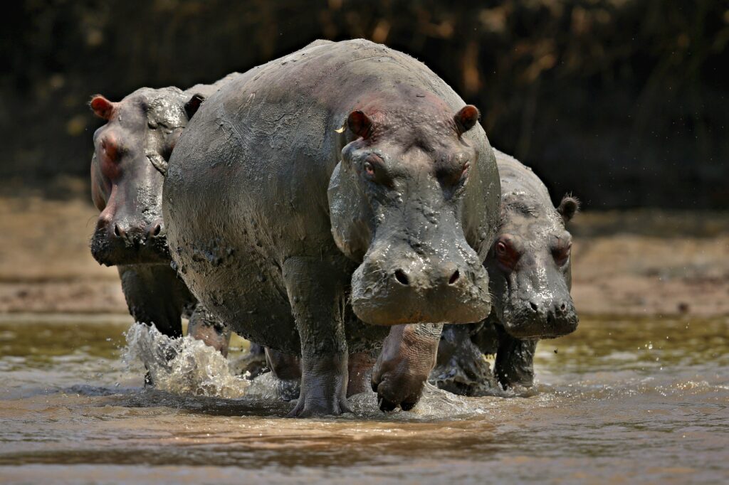 Indian billionaire offers to adopt Pablo Escobar’s cocaine hippos