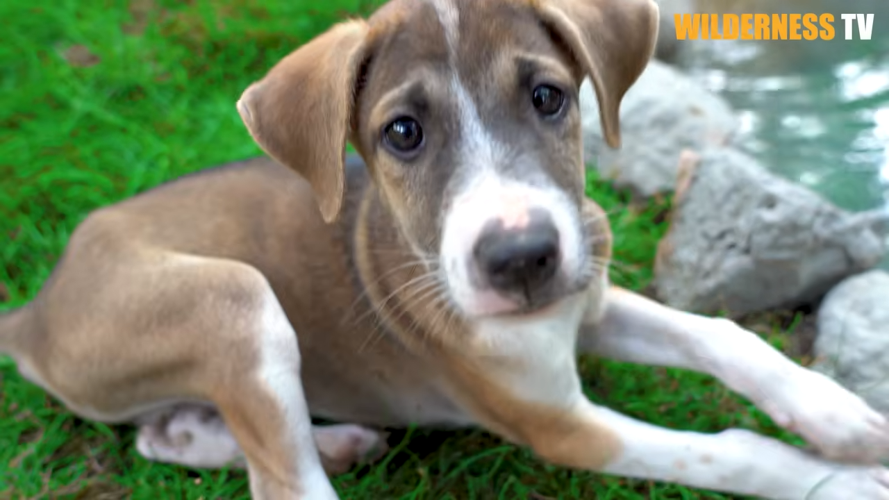 Watch what happens when puppies feel safe for the first time – so cute