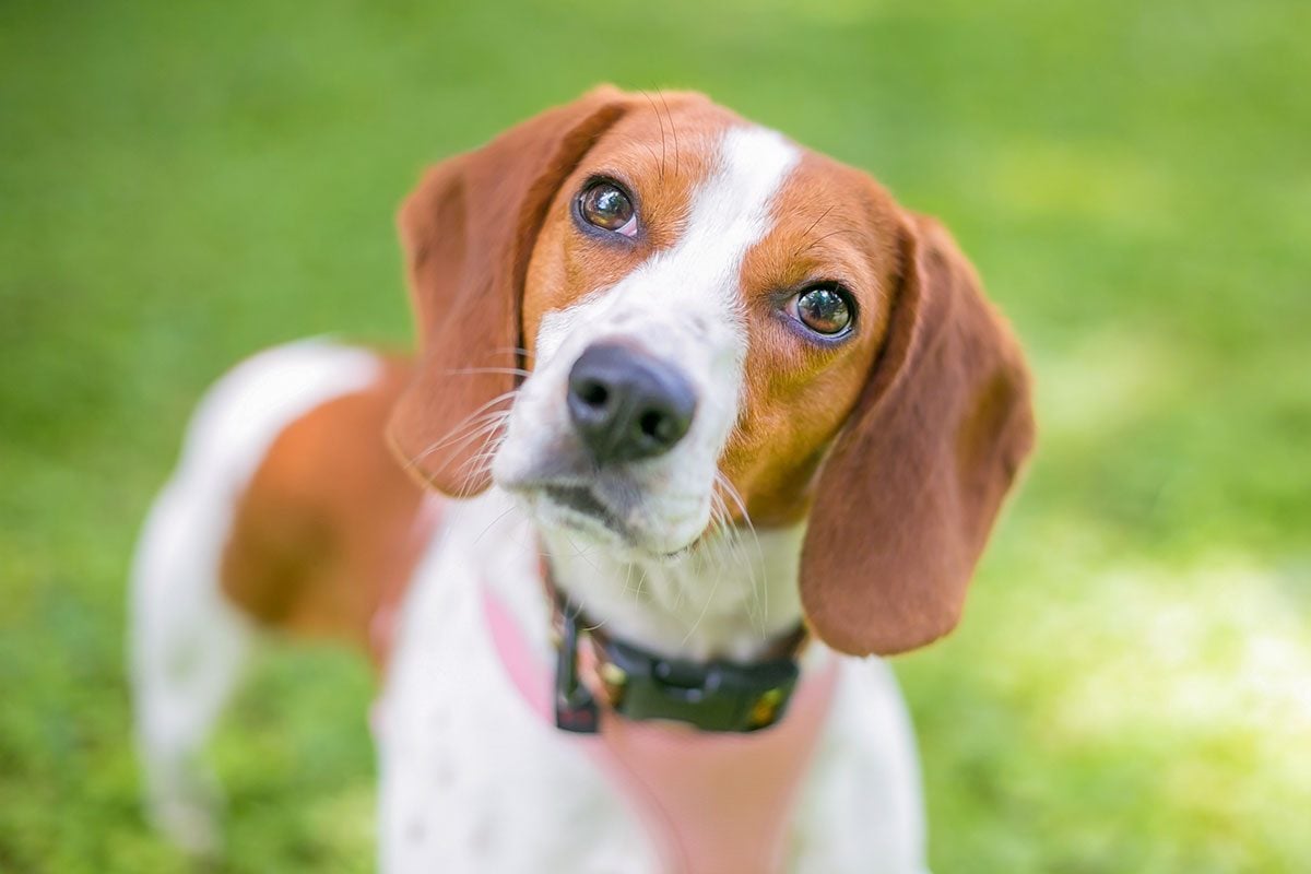 Here’s how to give your dog a name it will actually listen to
