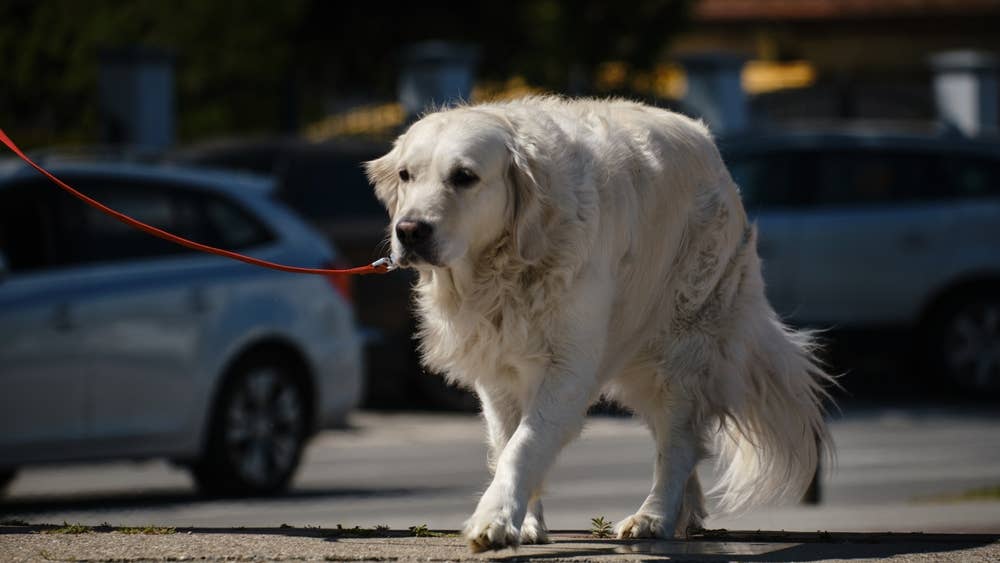 This golden retriever visits shelter cats every day—then people notice why