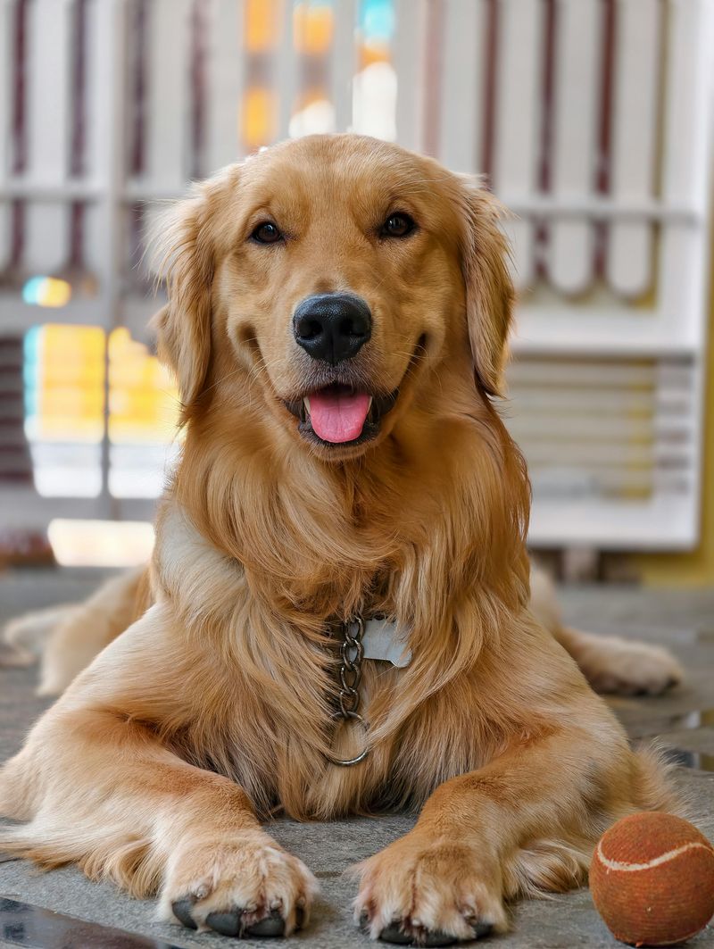 Don't count on these 14 dog breeds to protect your home when danger ...