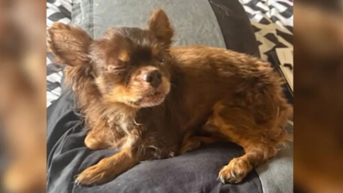 Florida man charged after beating chihuahua—calls grow for mandatory ...