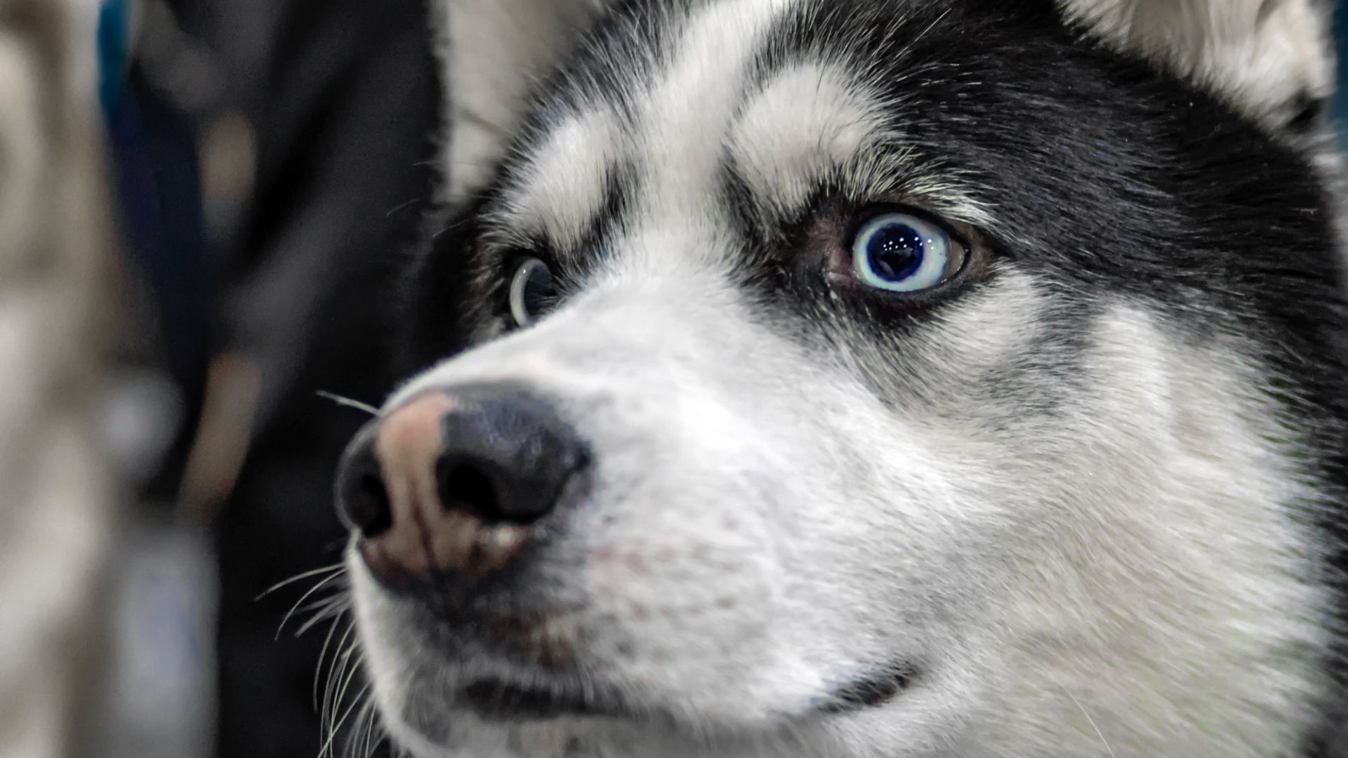 Reasons to love Siberian huskies