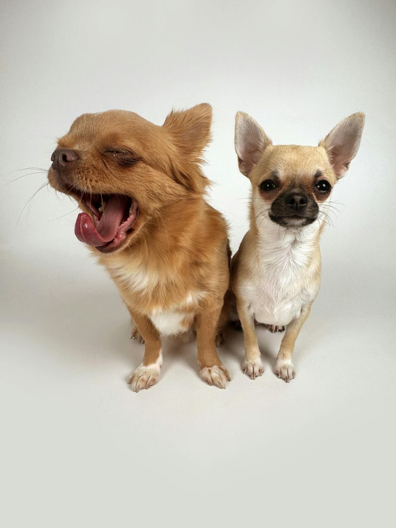 15 healthy dog breeds that make other owners regret choosing the wrong one