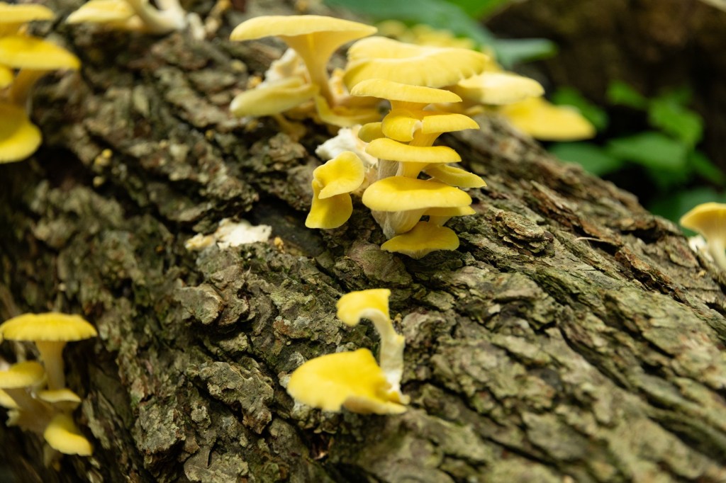 An unstoppable mushroom is destroying North America’s forests