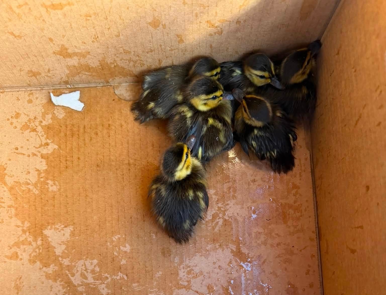 Nine ducklings rescued from storm drain in Bath Township