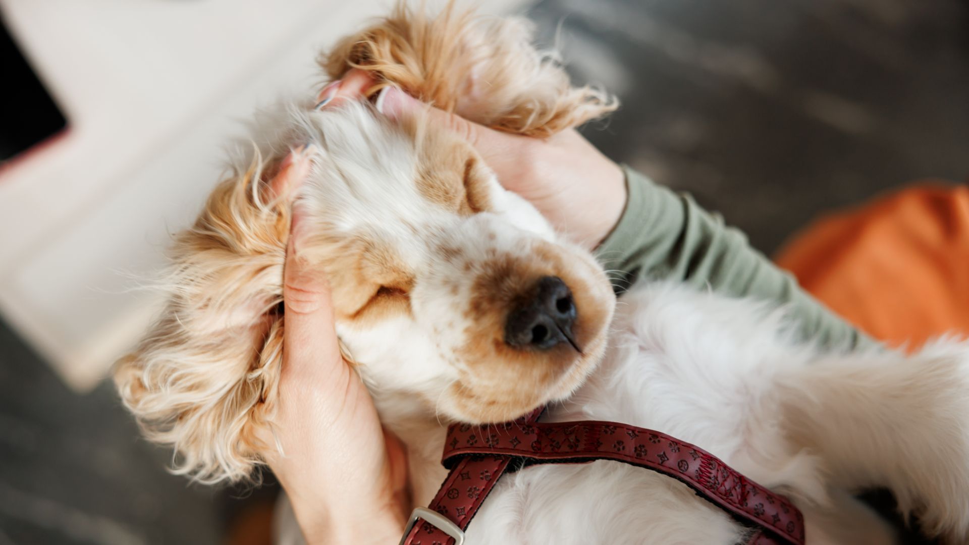 Reasons dogs make the best companions