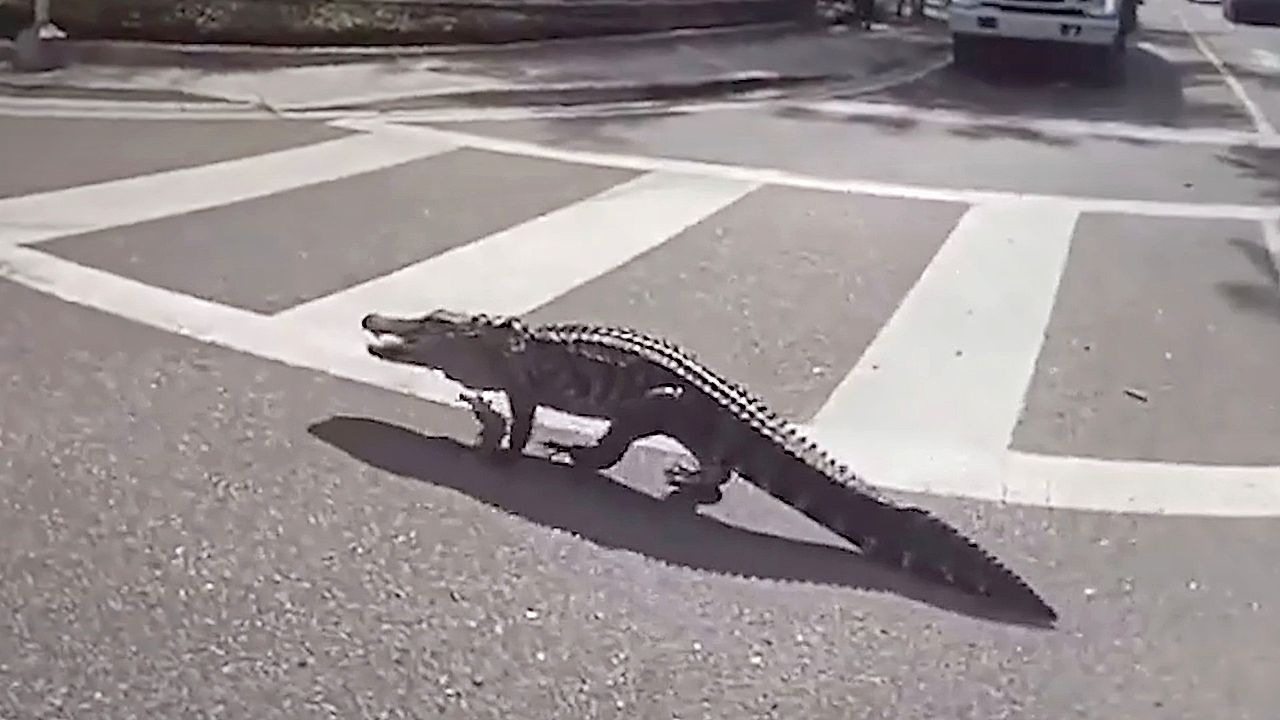 Florida cops 'arrest' jaywalking alligator blocking busy intersection