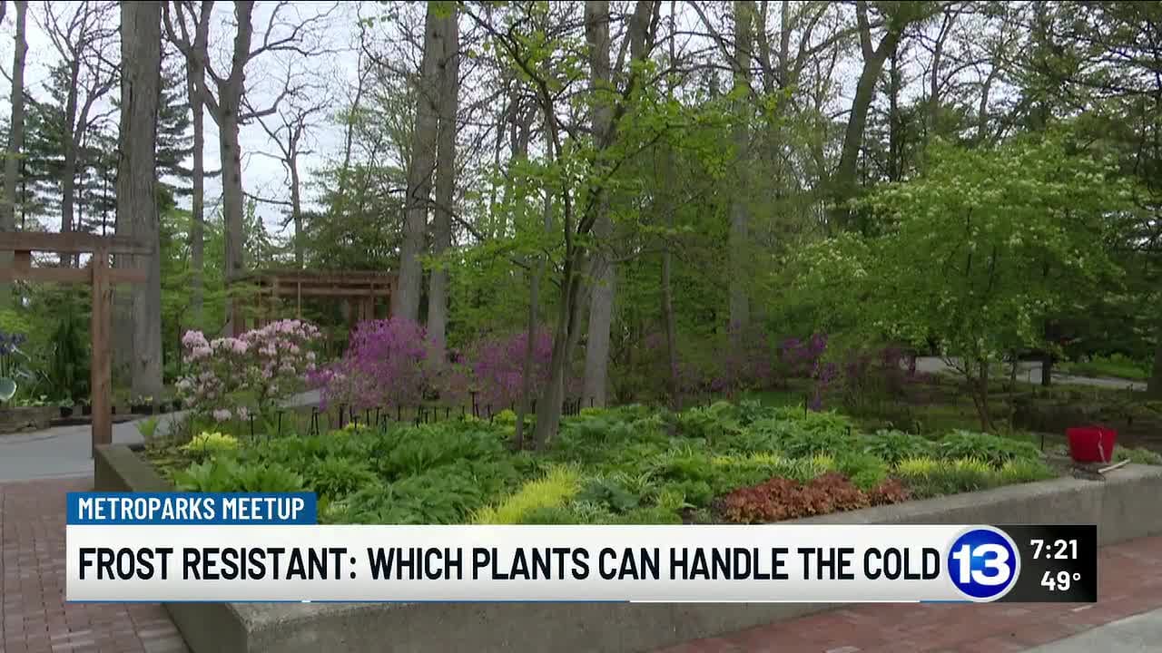 Frost-resistant: Which plants can handle the cold