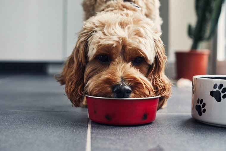 From nutmeg to houseplants: Unexpected things that are harmful for your dog