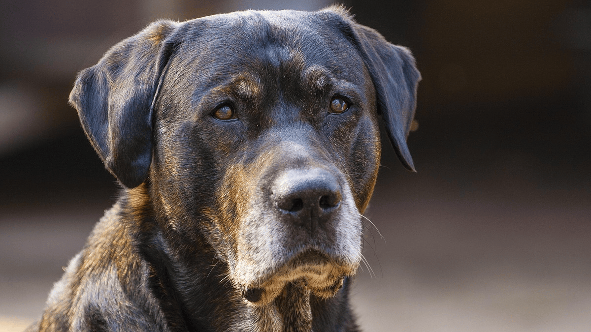 This is what happens to dogs that don't receive attention