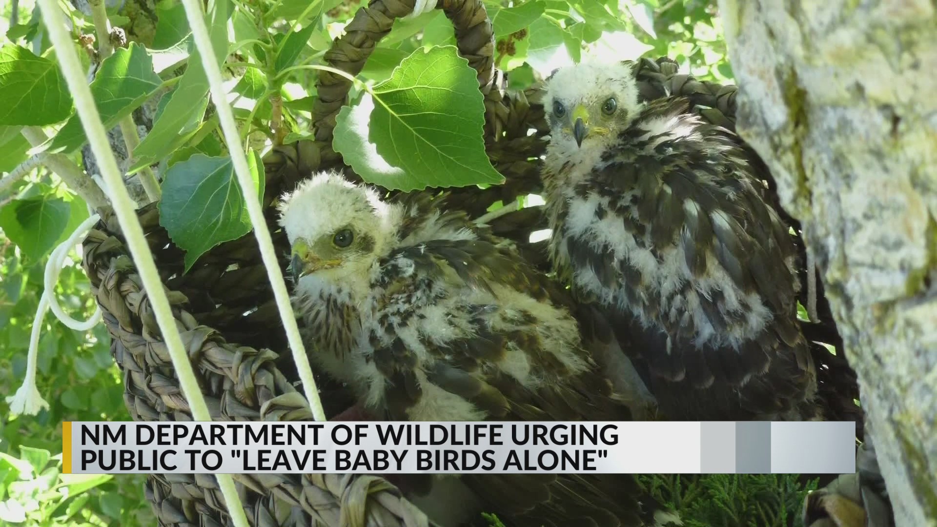 Wildlife department reminds public to leave baby birds alone