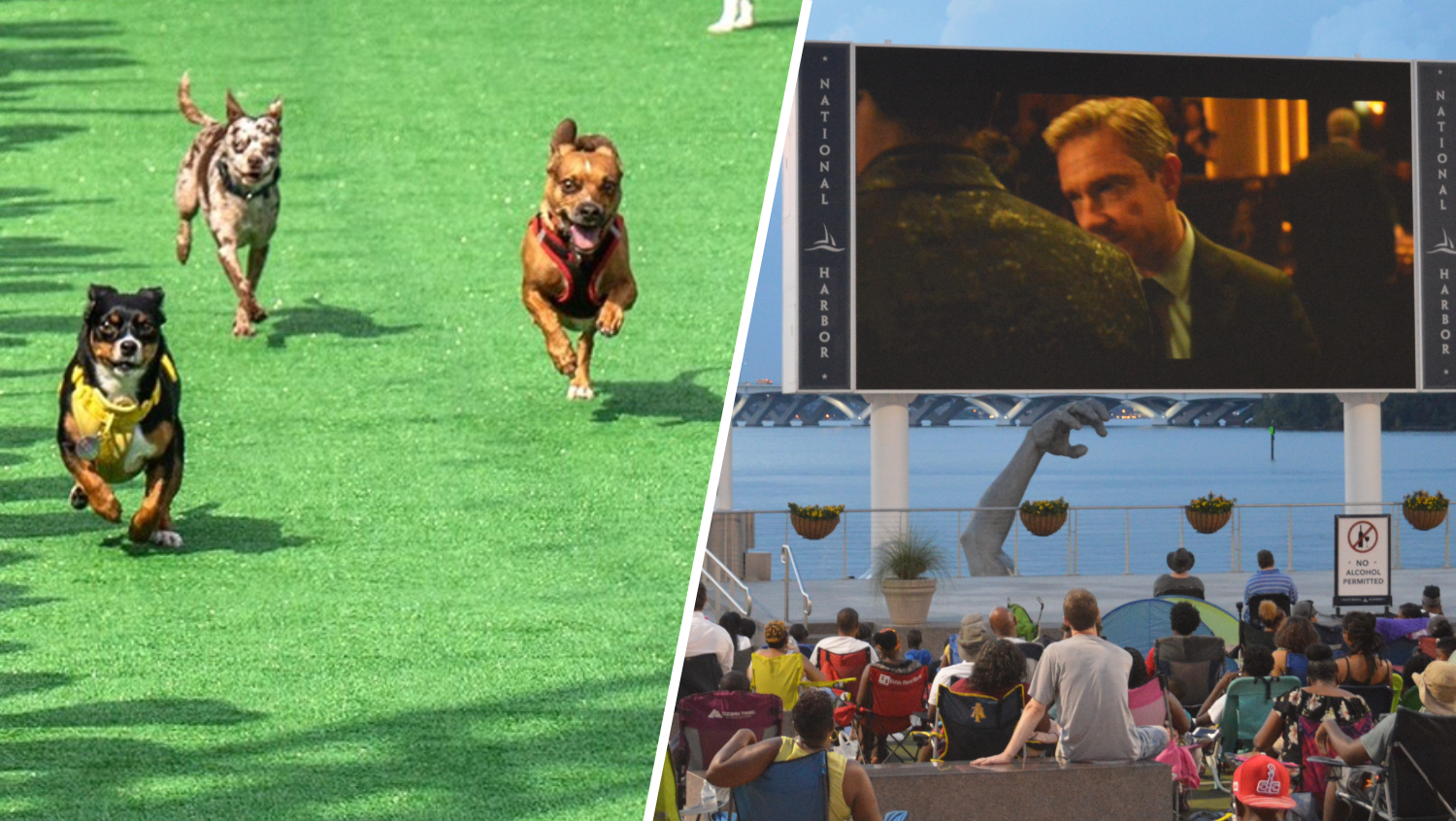 The weekend scene: Chihuahua races and more to do in the DC area