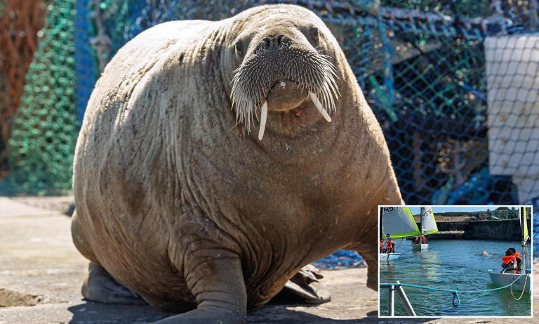 Magnus the walrus' tour of Scotland continues as he joins Gordonstoun ...