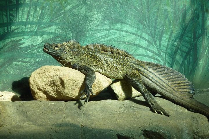 Parece uma criatura mística: conheça o dragão-vela, lagarto com vela na ...