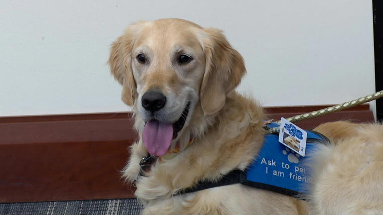 Court cuddles: Therapy dog program marks 8 years