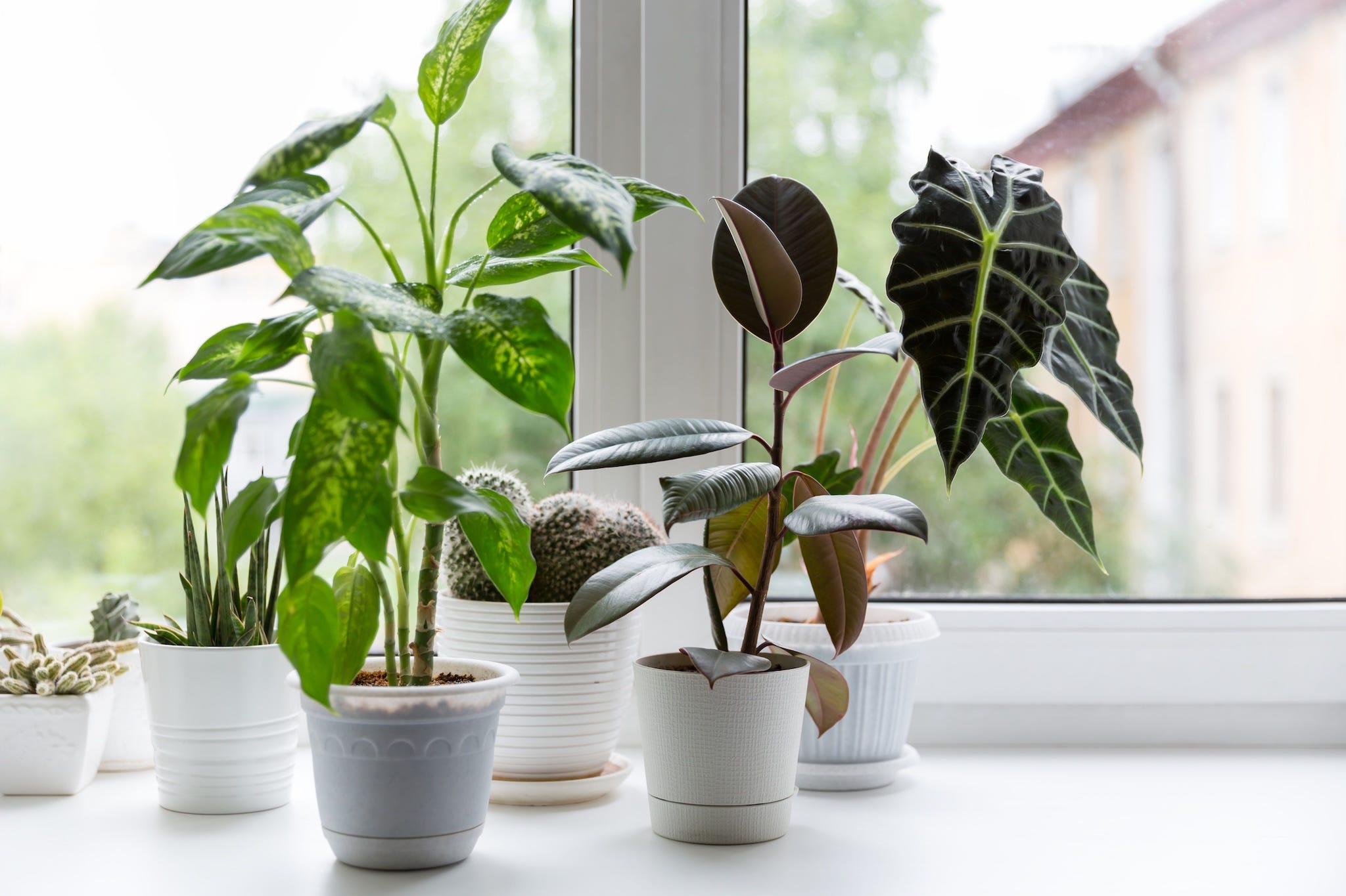 27 beautiful houseplants that are easy for beginners to keep alive