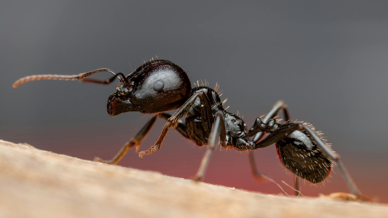 Asian needle ant spreads in US., and its sting can be dangerous