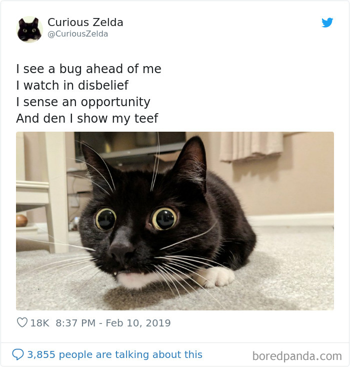 Funny cat Zelda takes over Twitter with her posts (45 new pics)