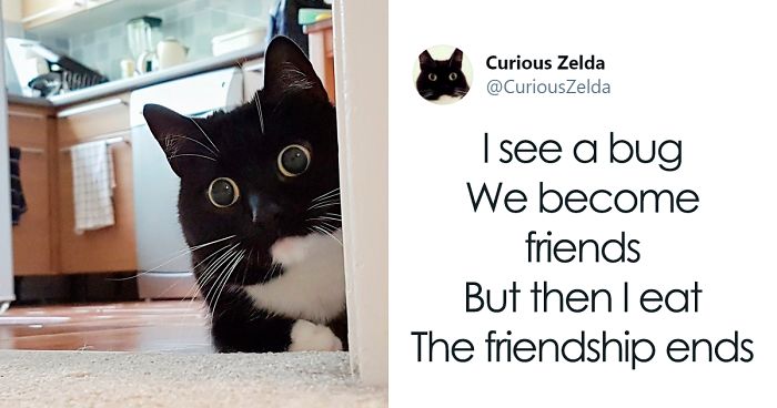 Funny cat Zelda takes over Twitter with her posts (45 new pics)