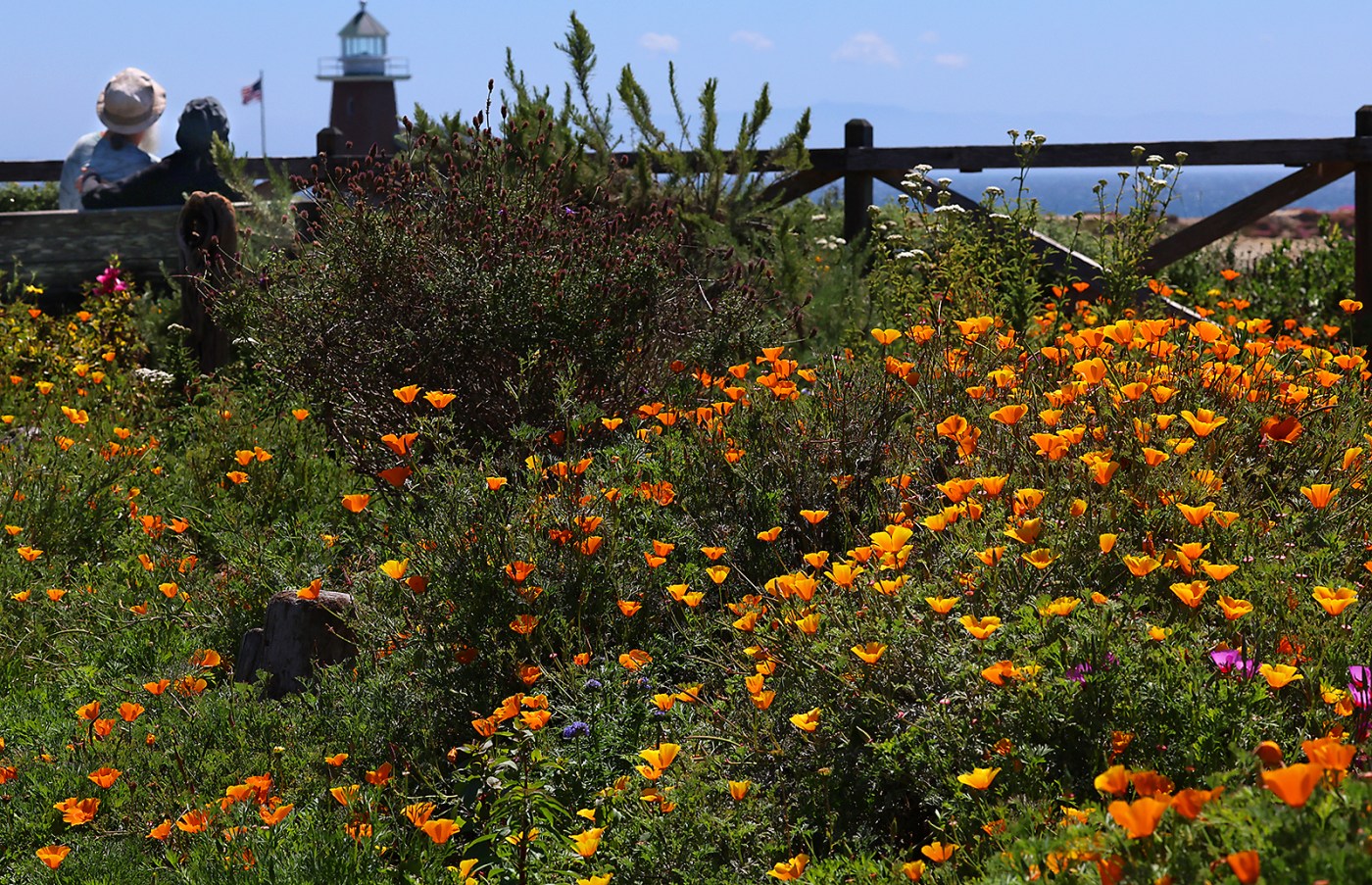 Photos | California poppies bloom along West Cliff Drive in Santa Cruz