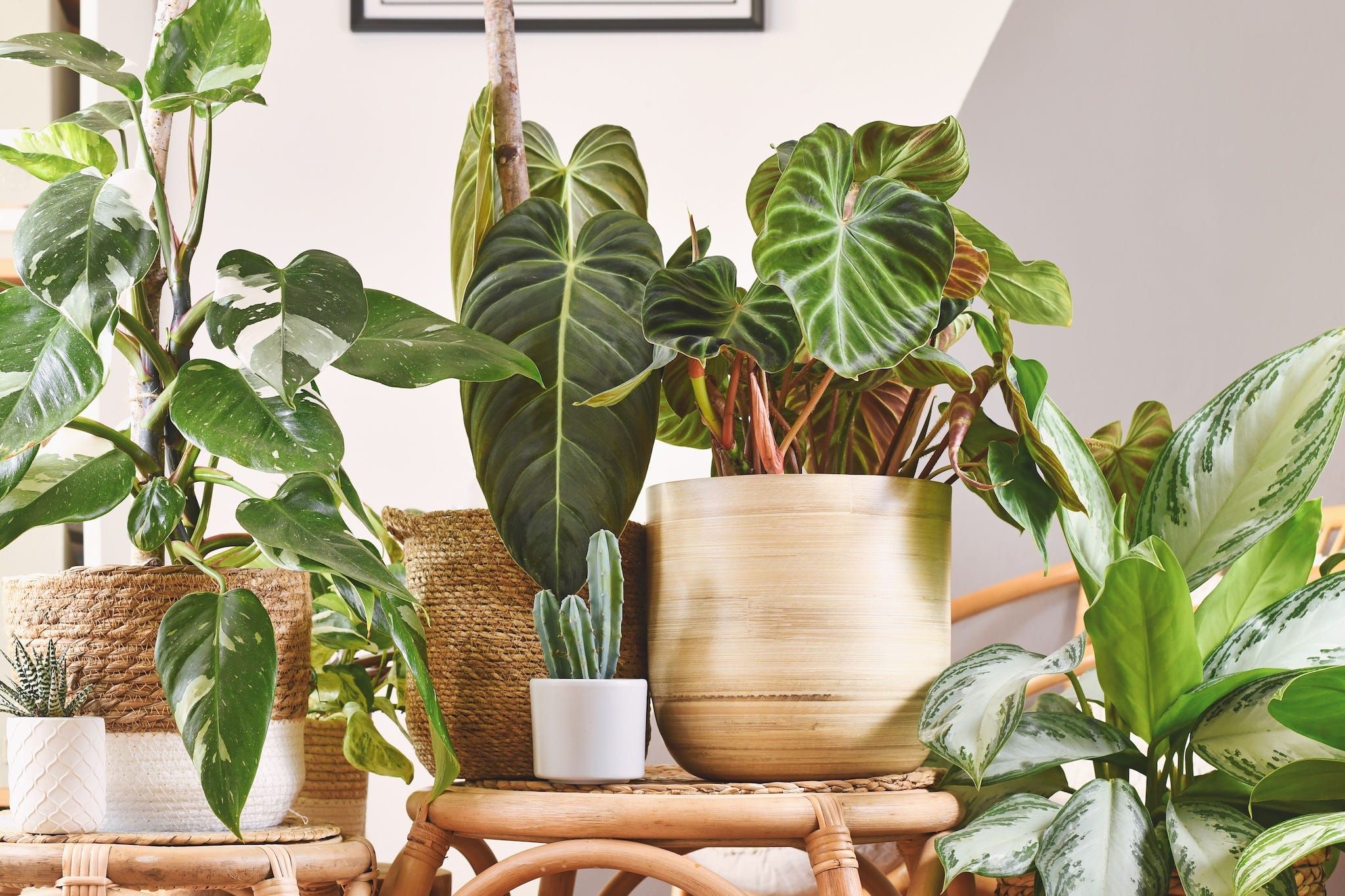 Experts say these 14 houseplants can boost your health