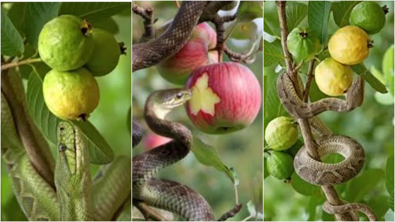 सांप का जहर और आपका खाना: क्या सांप के काटे फल-सब्जी खाने से मौत पक्की ...