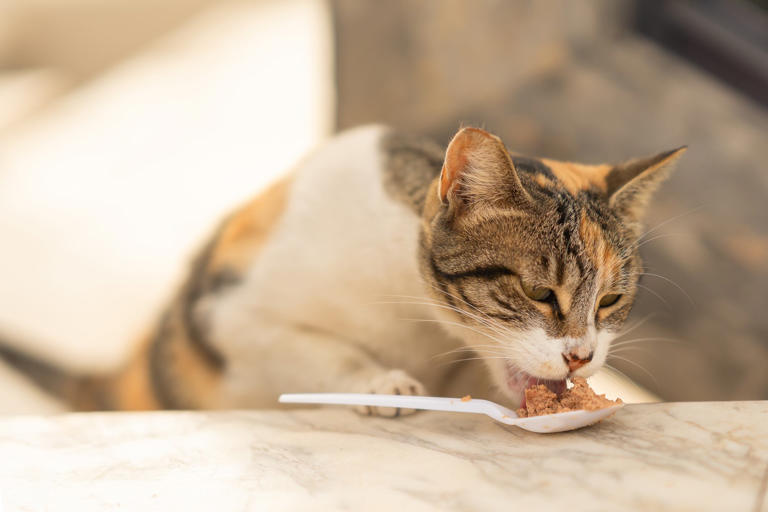 Especialistas en salud felina aseguran que el primer año de los gatos ...
