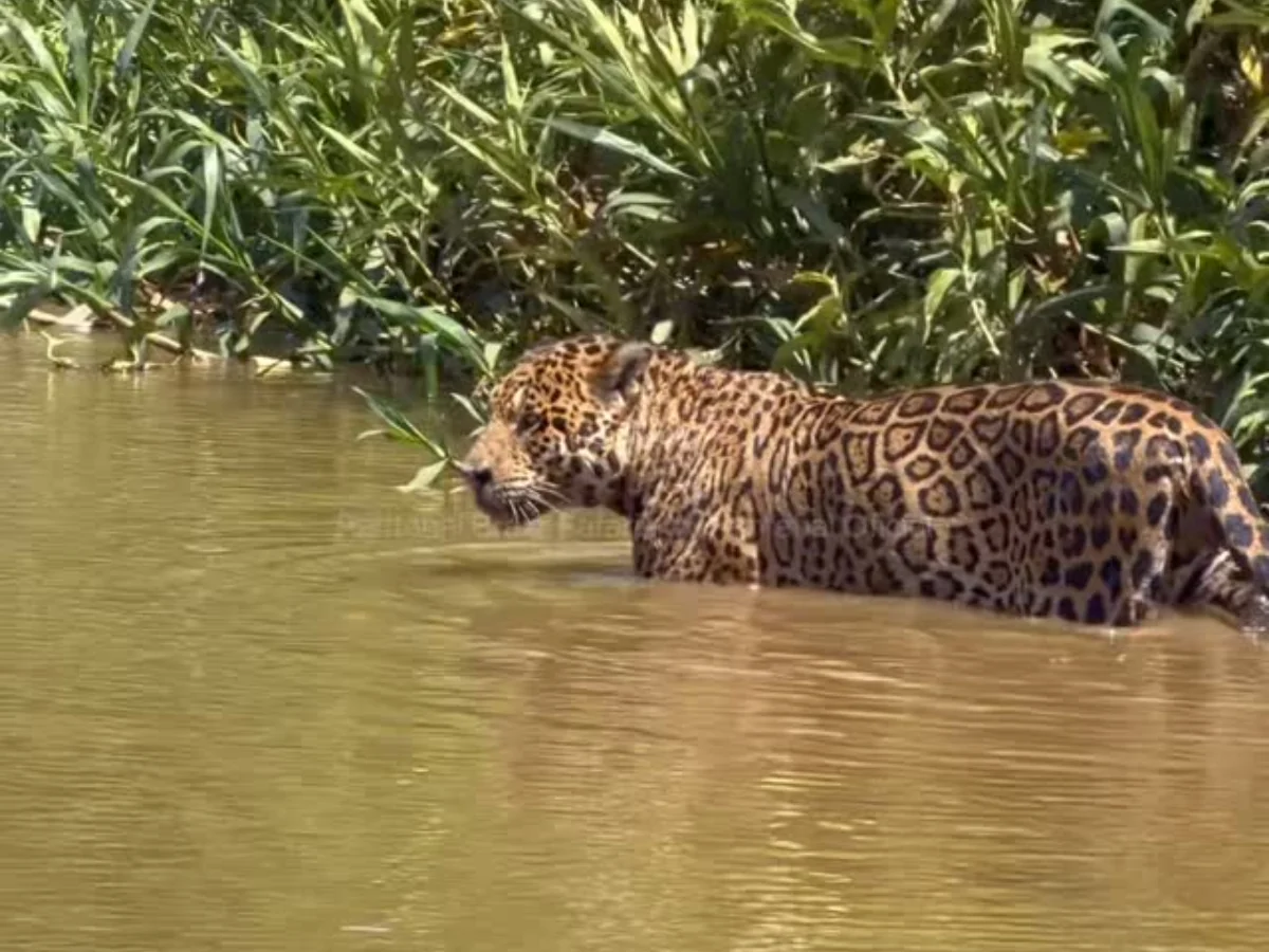 Conheça Bororo, um dos machos de onça-pintada mais imponentes do Pantanal