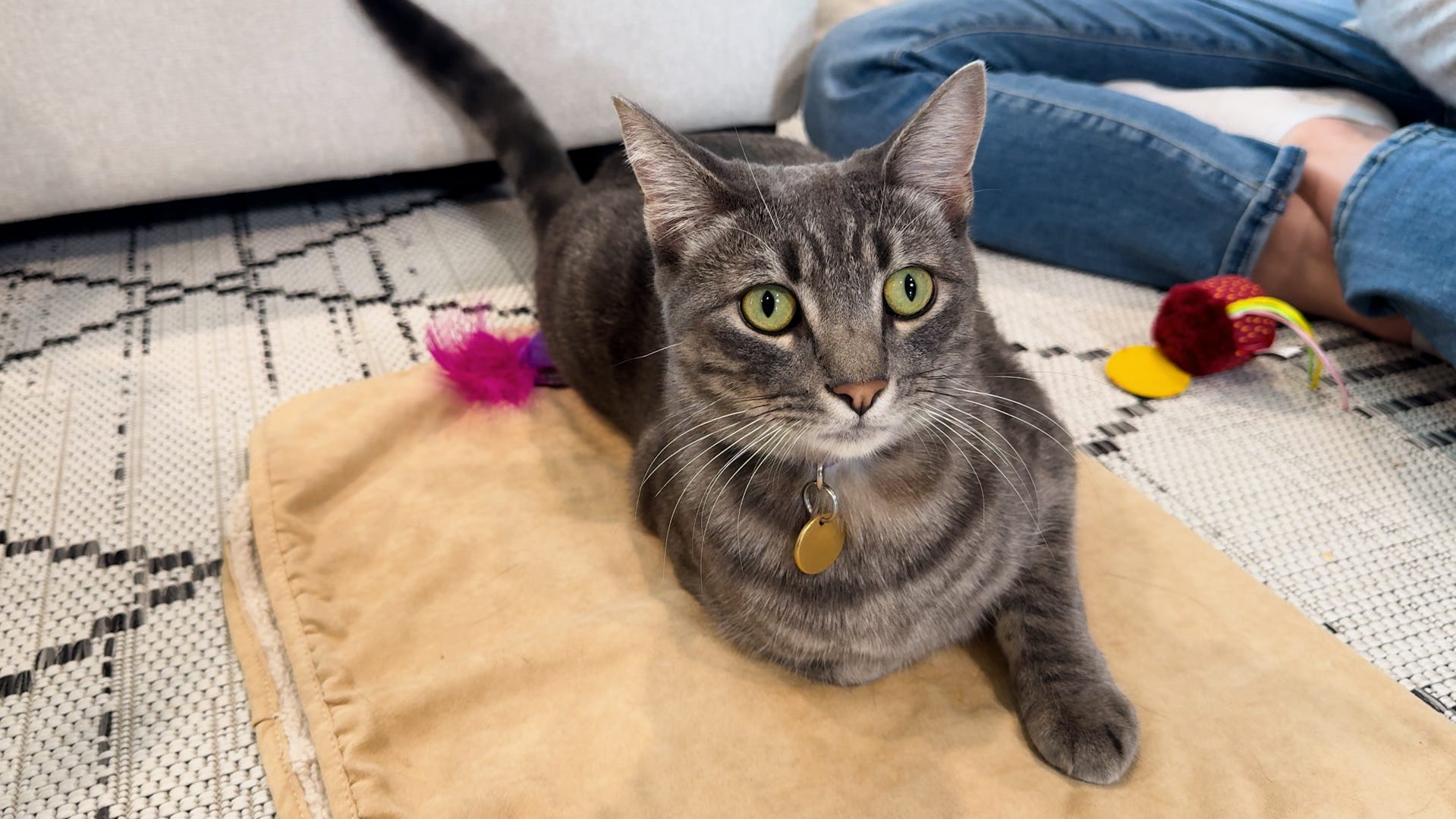 Watch shelter cat learn new trick on National Adopt a Shelter Pet Day