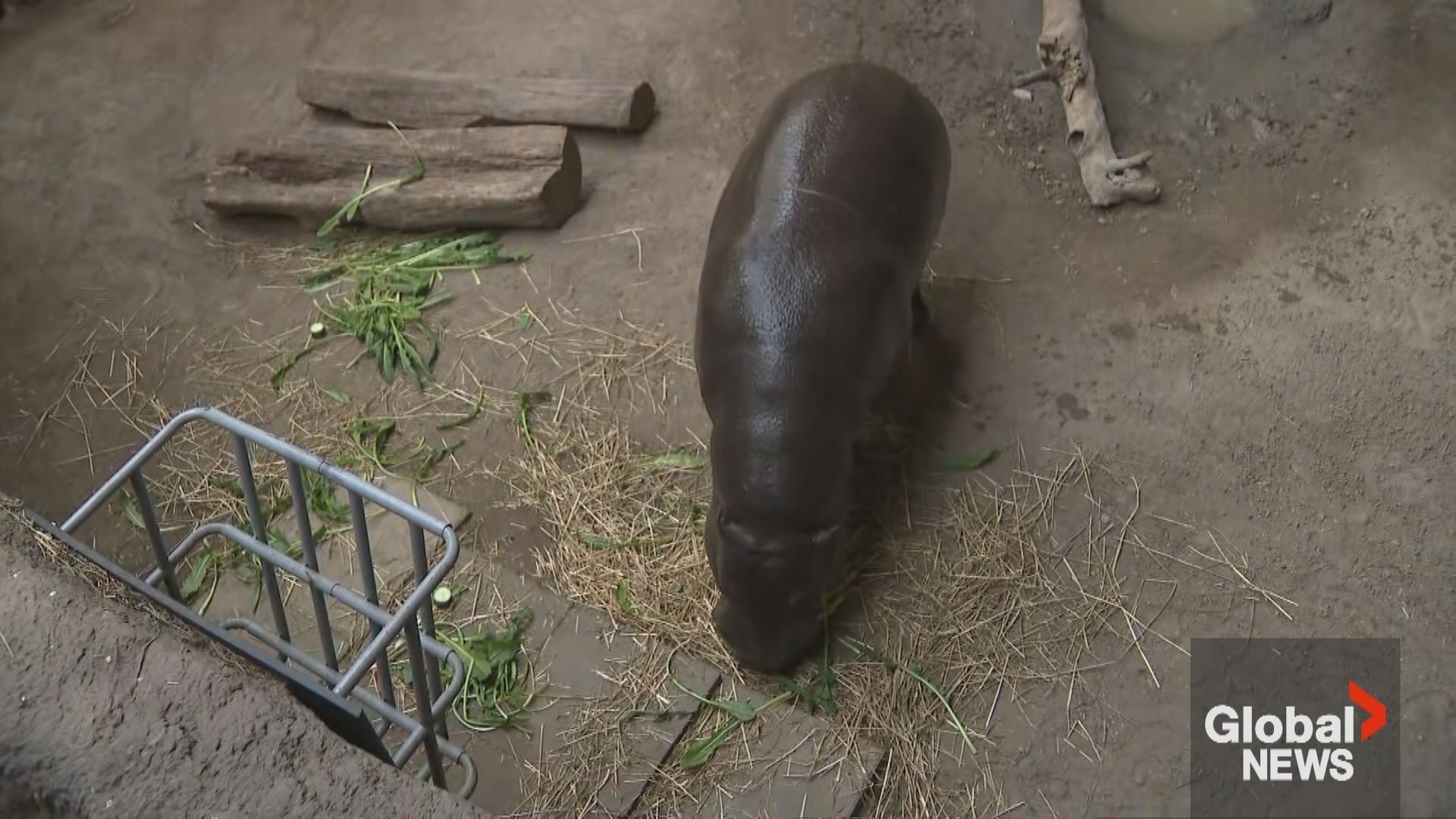 The Baby Boom happening at the Toronto Zoo