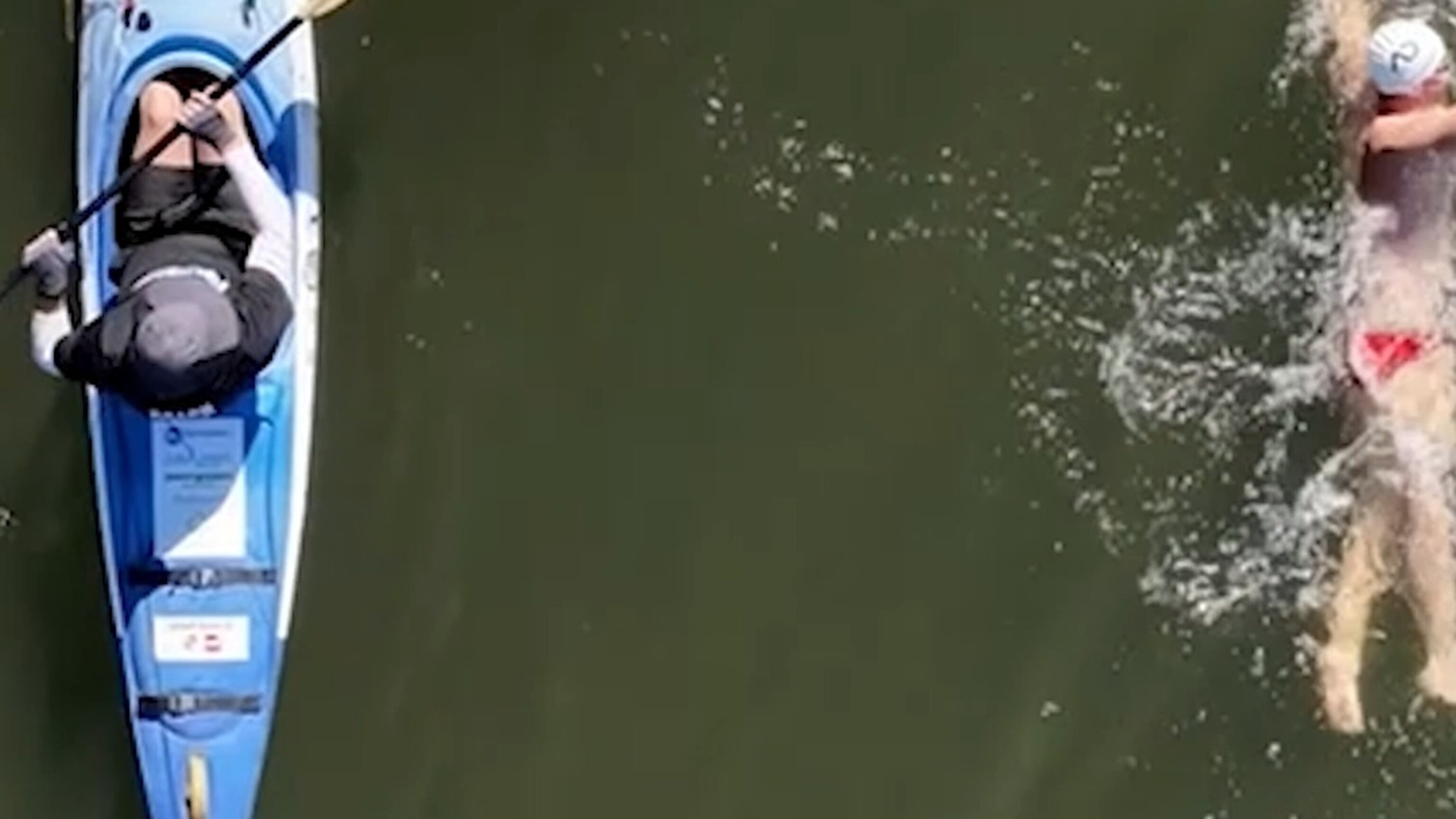 Swimmer looks to break Guinness World Record after swimming with 5,500 ...