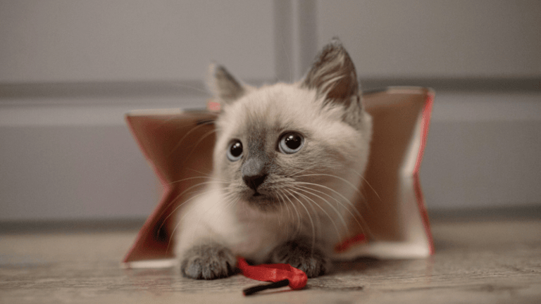 How long does it take for a cat to forget you? A vet reveals the truth