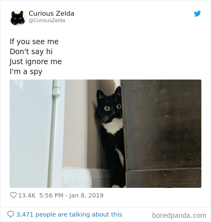 Funny cat Zelda takes over Twitter with her posts (45 new pics)