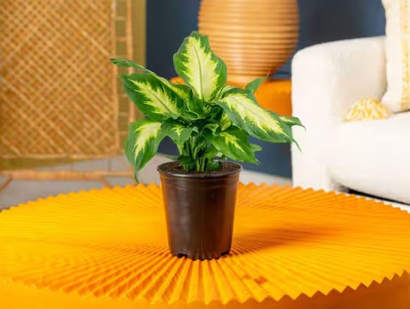 27 beautiful houseplants that are easy for beginners to keep alive