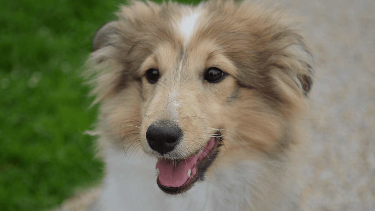 According to the AVMA, there are eight signs of pain in dogs that are ...