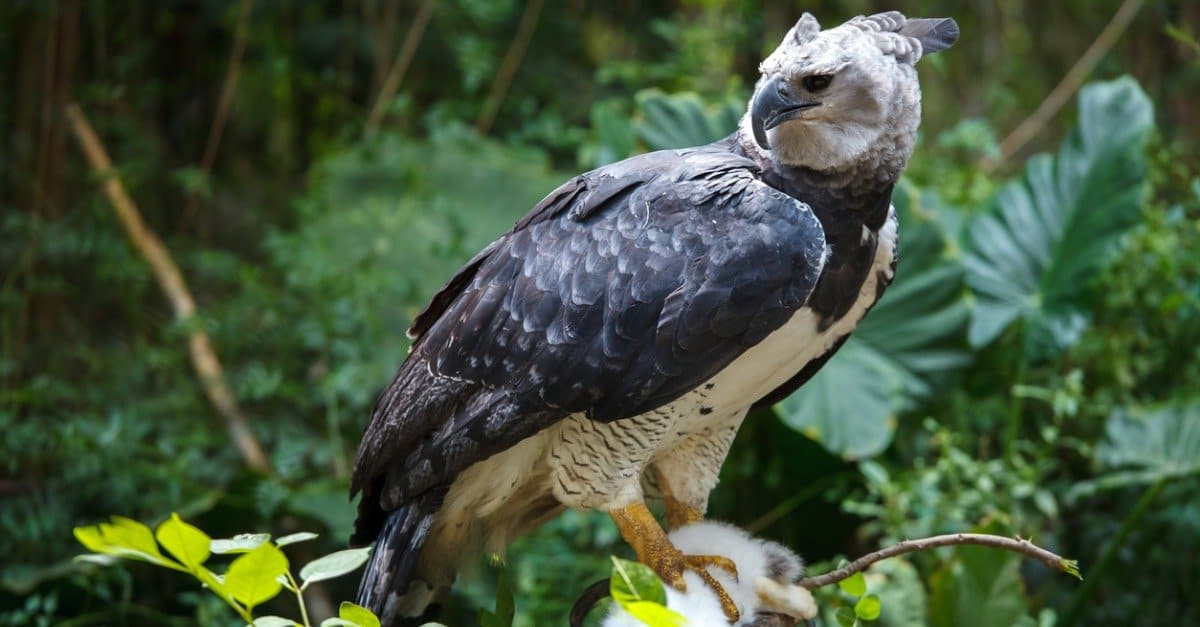 The strongest birds on Earth can carry prey that seems way too big to ...
