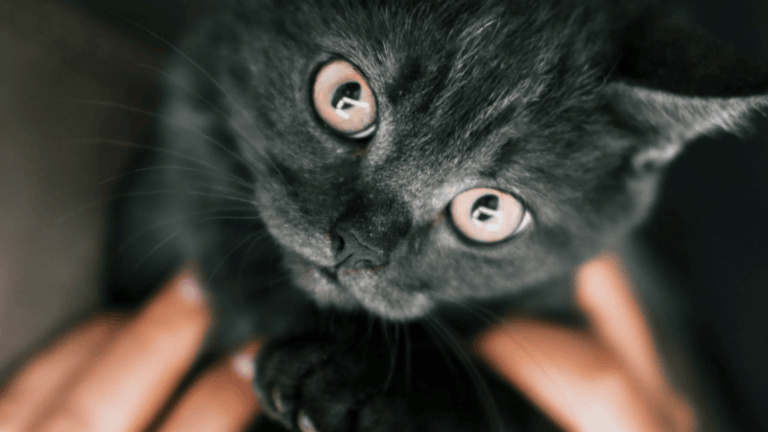 How long does it take for a cat to forget you? A vet reveals the truth