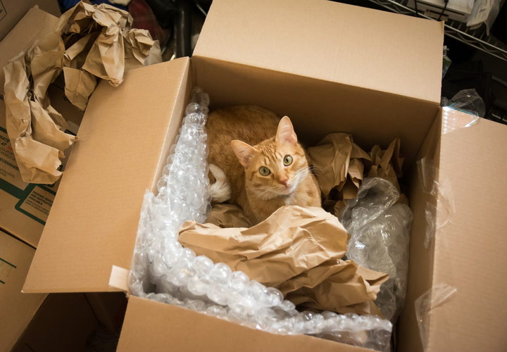 Here's why cats love boxes so much