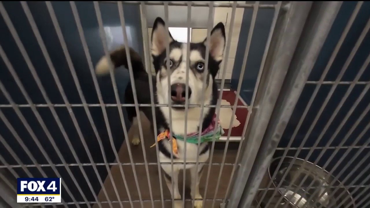 National Adopt a Shelter Pet Day with Operation Kindness