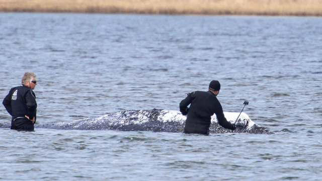 Month-long effort to rescue Timmy the stranded whale reaches critical point